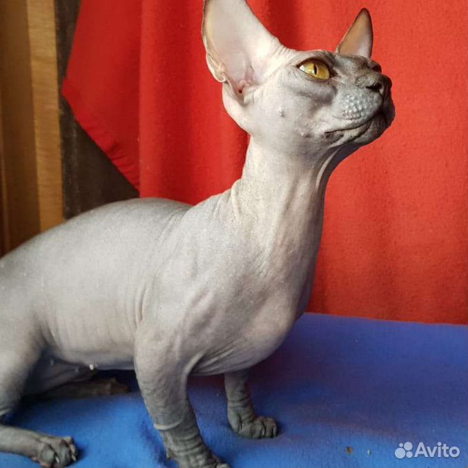 Голая кошка бамбино