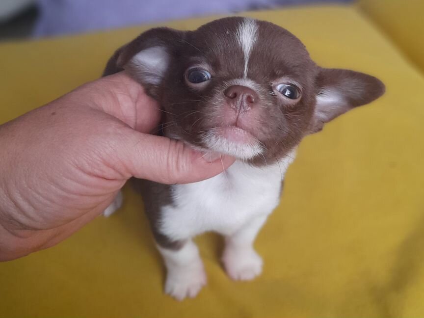 Чихуахуа мальчик