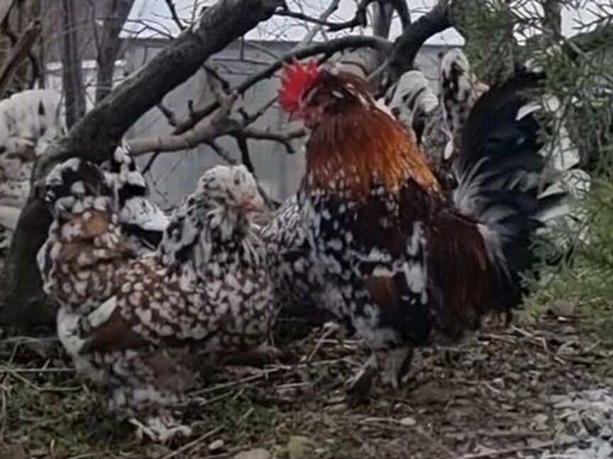 Алтайская бентамка, цыплята