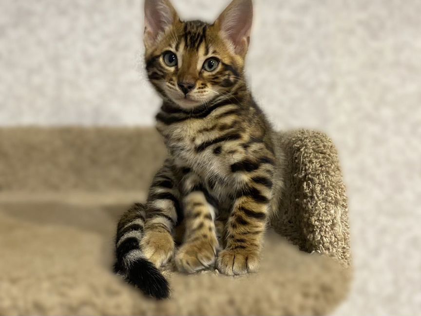 Бенгальские котята
