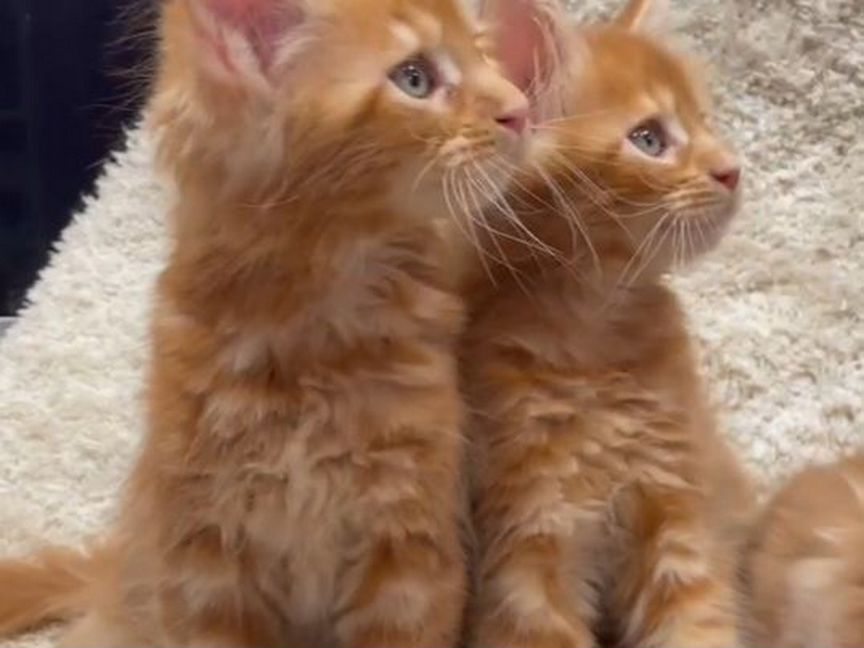 Рыжие мейнкунята