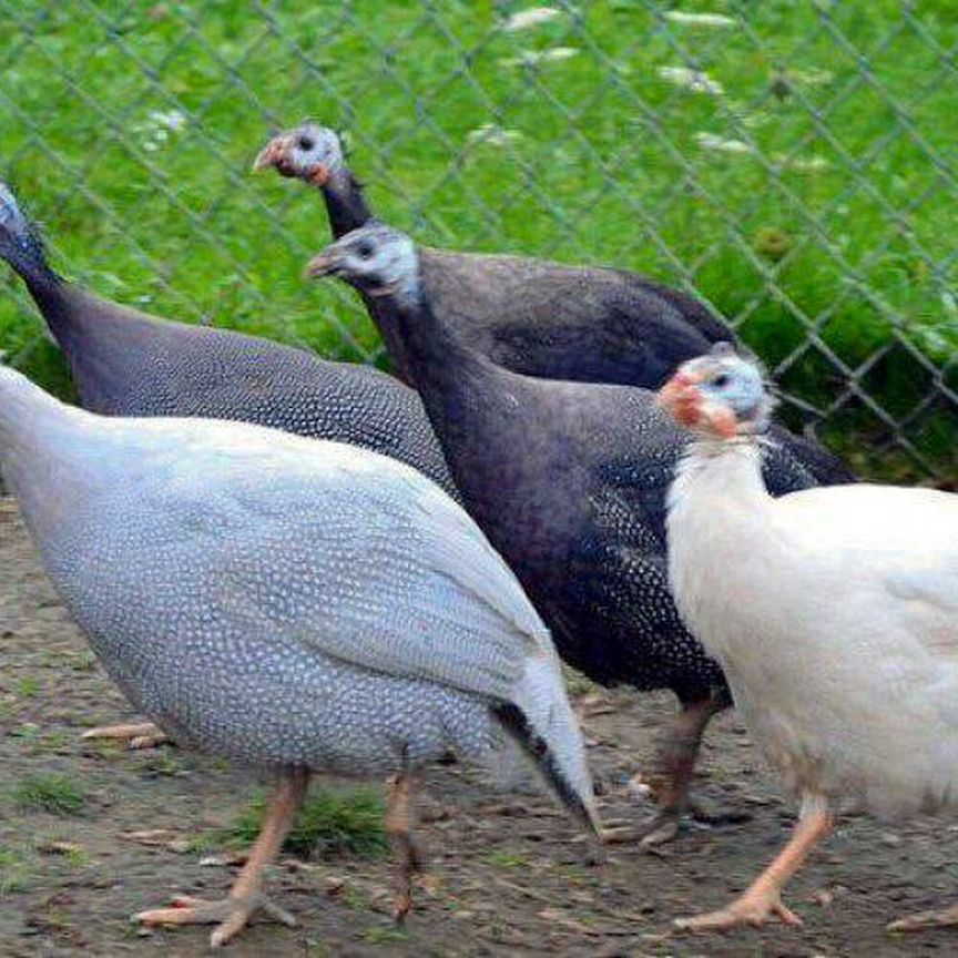 Продам цесарок
