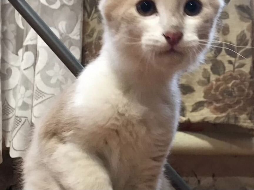 Котенок мальчик 4.5 мес