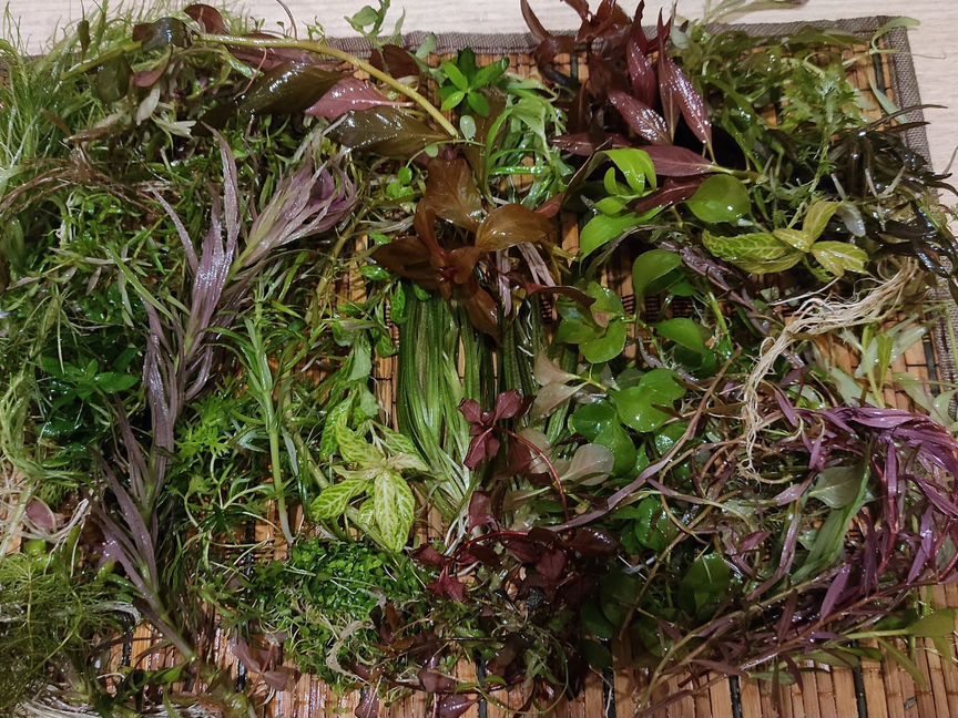 Аквариумные растения прополка. Отдам лабео