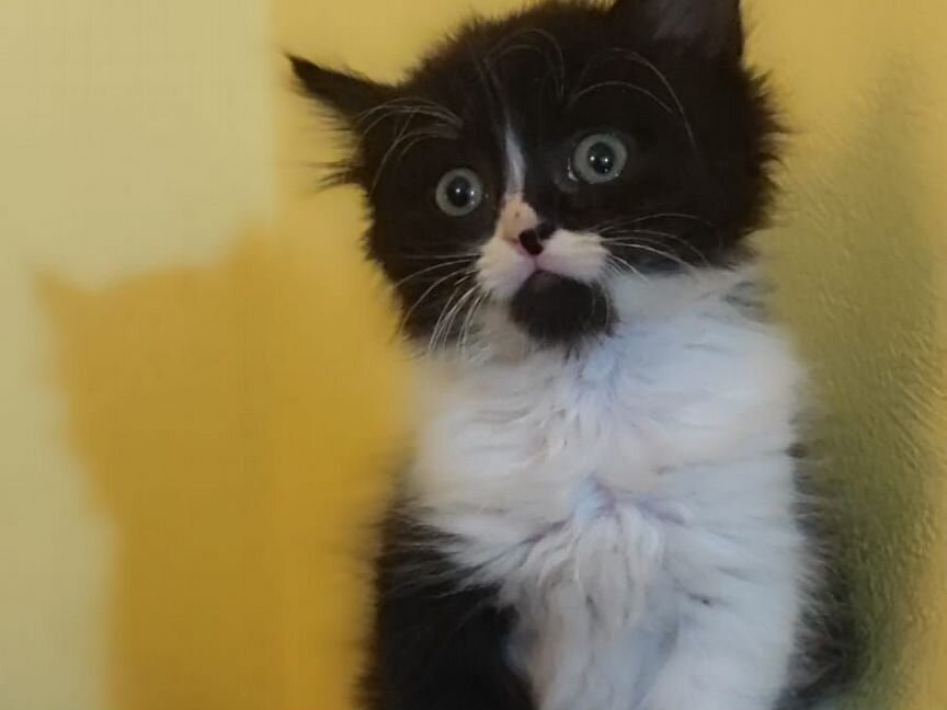 Трогательный маленький котик ищет свой дом