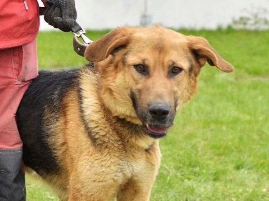 Красивый сильный Техас