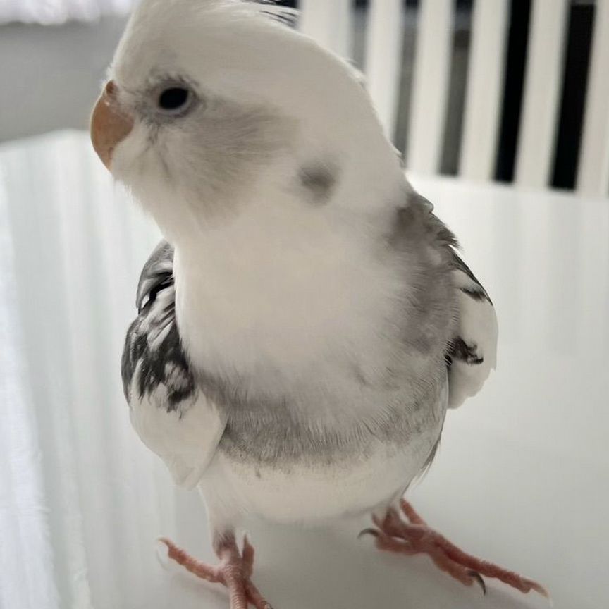 Отдам в добрые руки попугая