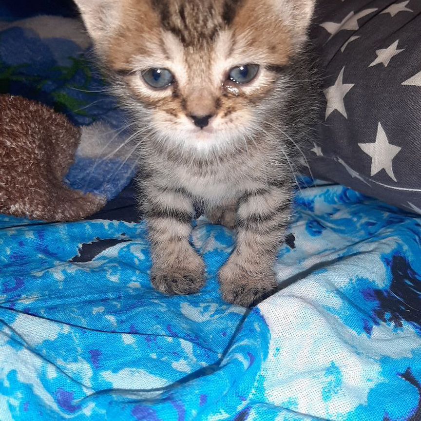 Британский котик. Отдам в хорошие руки
