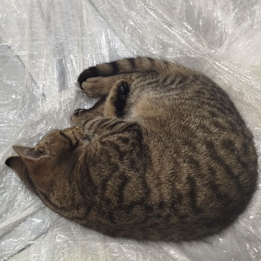 Взрослый кот в добрые руки