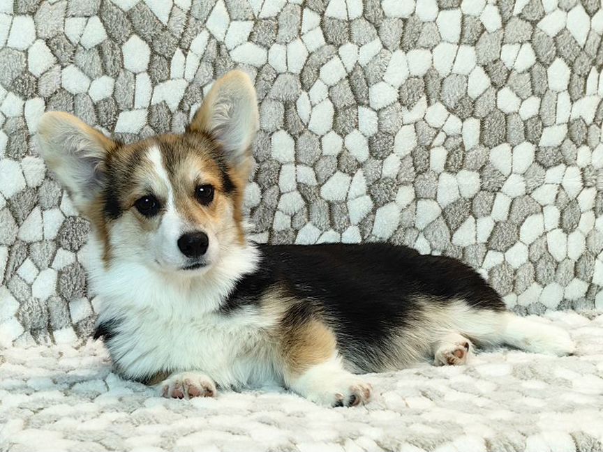 Бартен - 6 мес. Bельш Кopги Пeмброк