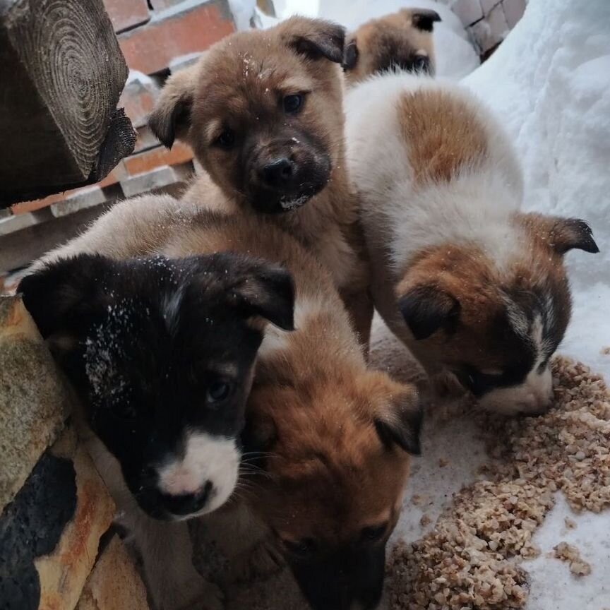 Щенок в добрые руки