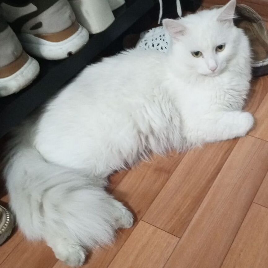 Отдам в добрые руки