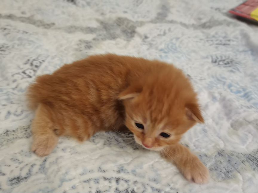Кошки курильский бобтейл