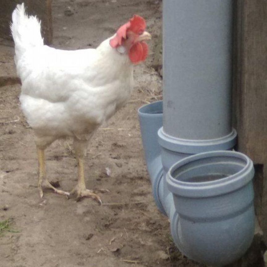 Куры несушки