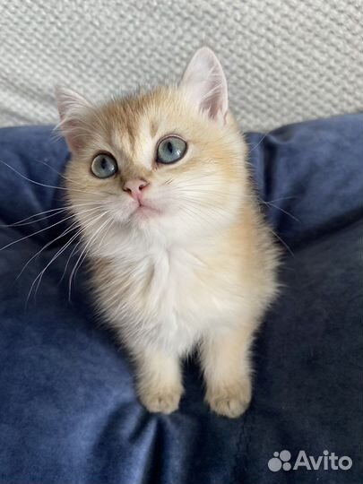 Котик британская шиншилла