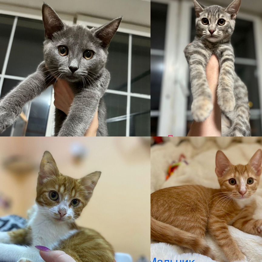 Котята в добрые руки