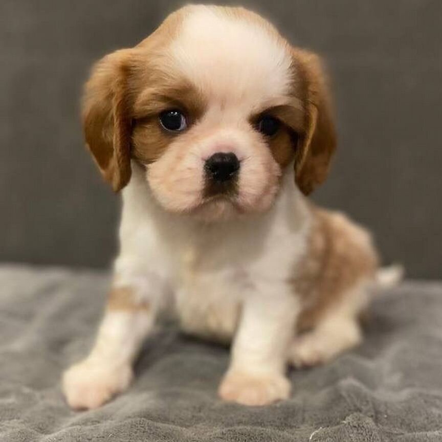 Кавалер кинг-чарльз-спаниель, щенок