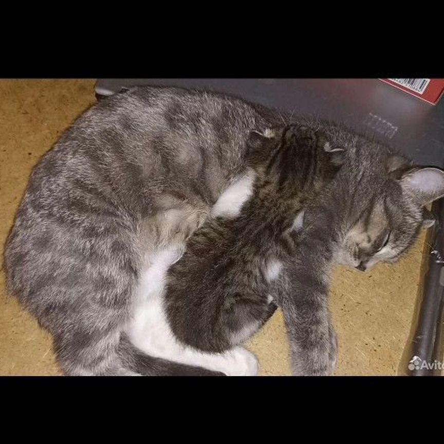 Шотландский вислоухий длинношёрстный котёнок