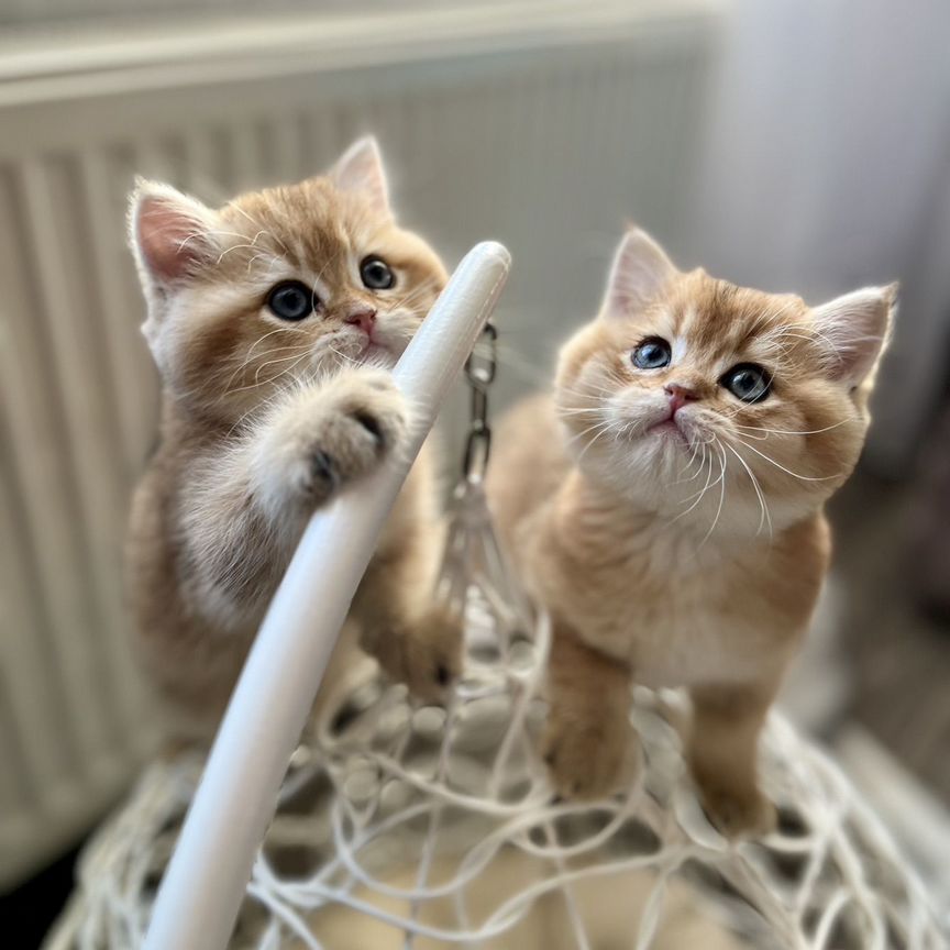 Британские бутусы котики