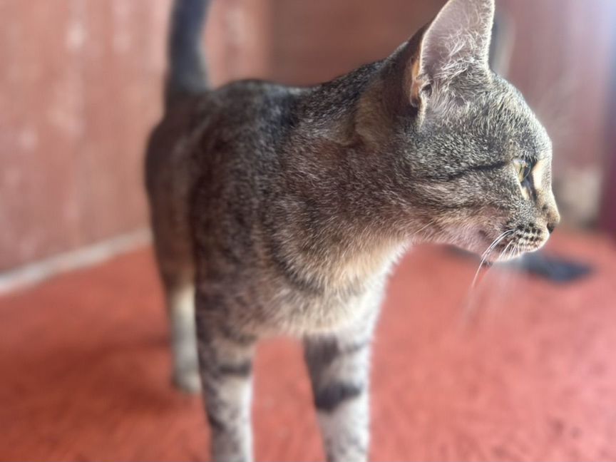 Найдена кошка, молодая кошечка