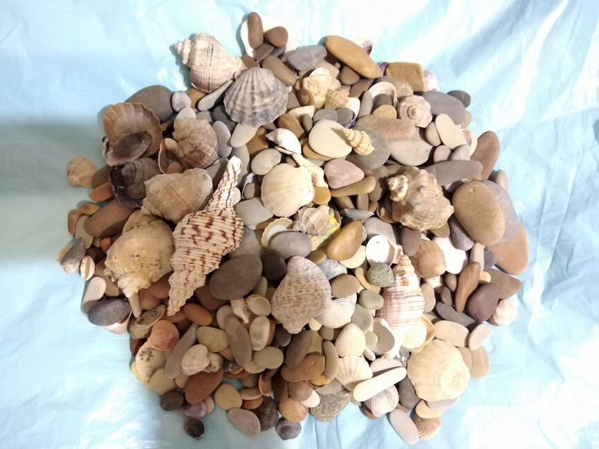 Ракушки и галька морские