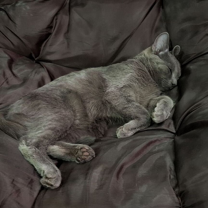 Потерялся кот, 3 микрорайон. Кличка Мотя