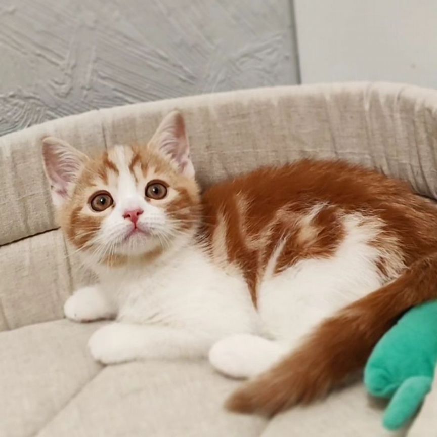 Рыжий котенок биколор