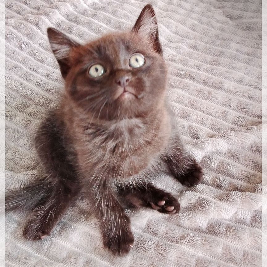 Котёнок в добрые руки