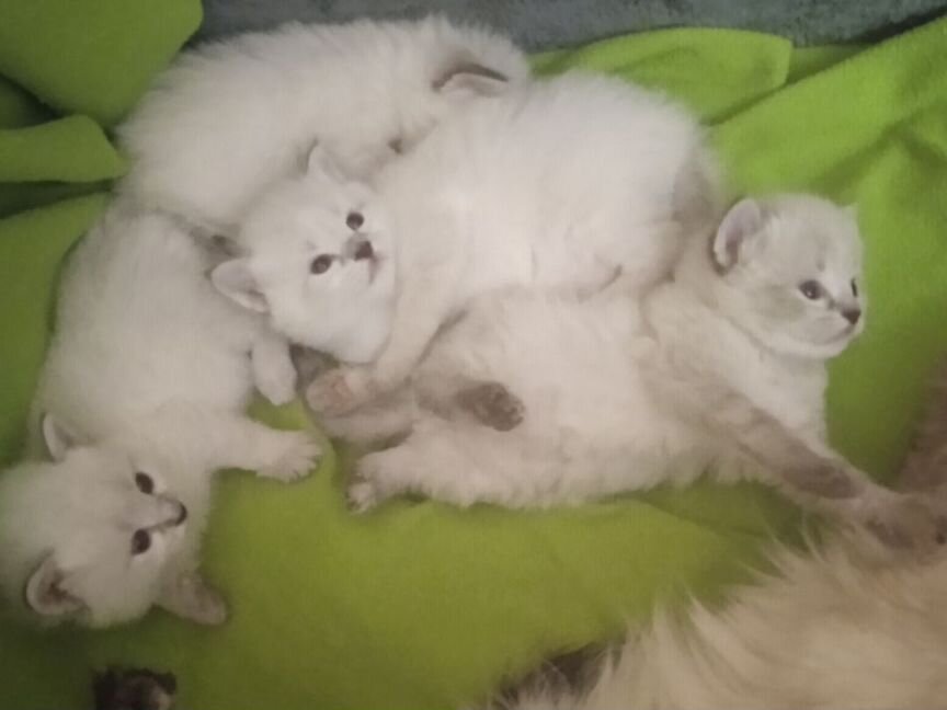 Невские маскарадные котята