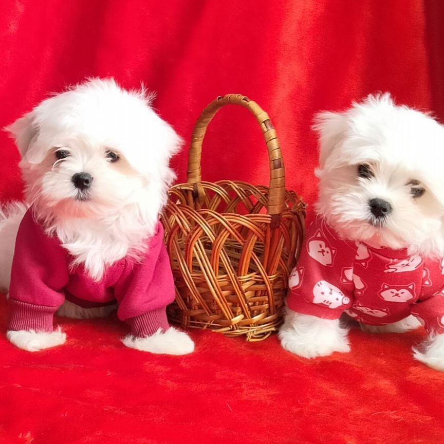 Мальтийская болонка, щенок