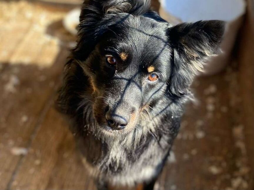 Собака в добрые руки