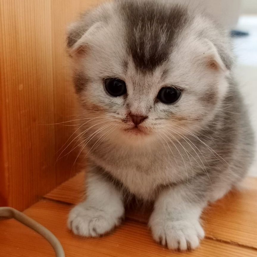 Шотландские