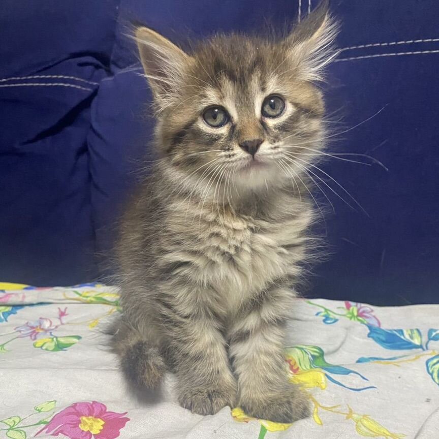 Мейн-кун котёнок