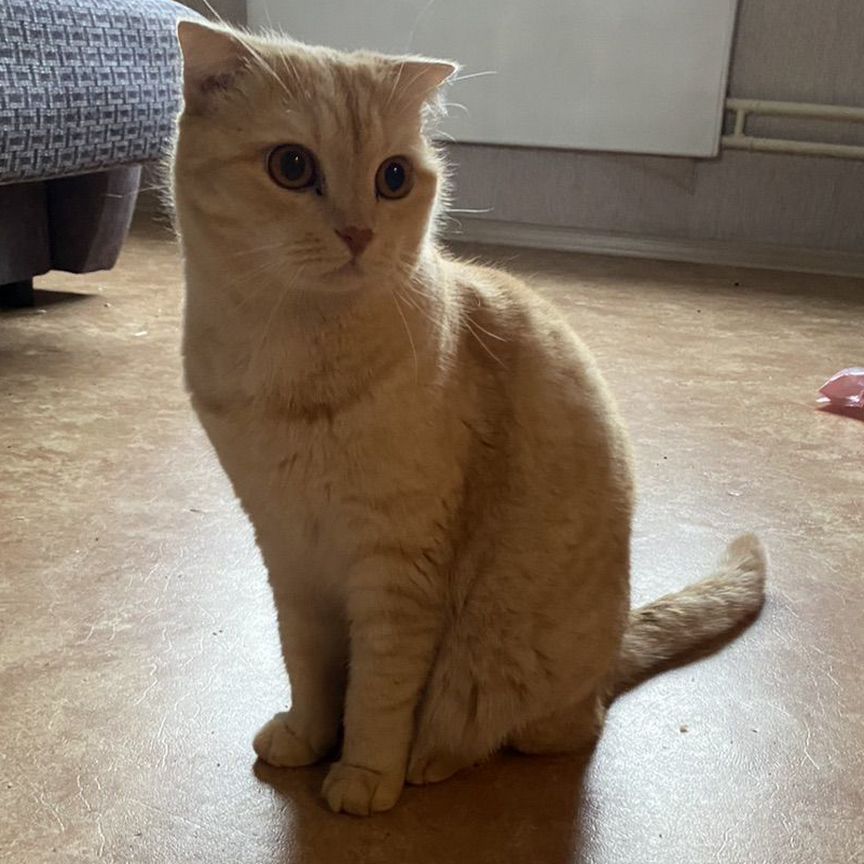 Отдам в добрые руки кота