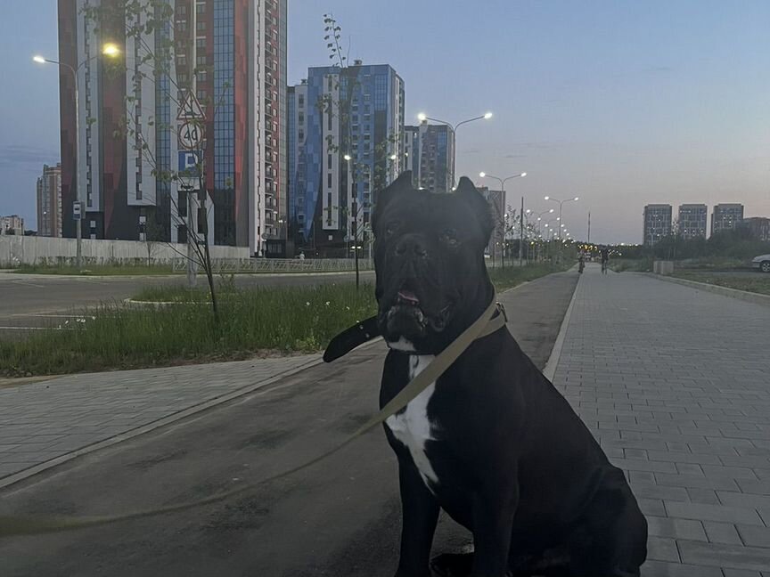 Кобель вязка кане корсо