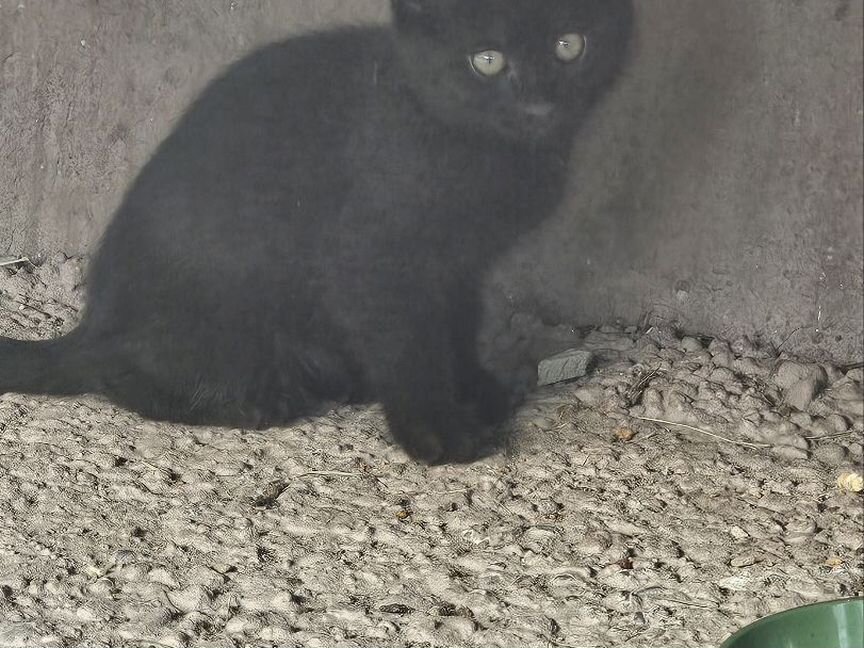 Кошка мама и котята нужен дом