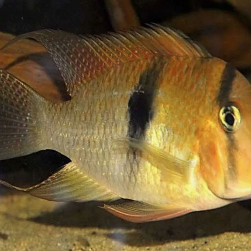 Аквариумные рыбки Guianacara owroewefi Grand Lauss