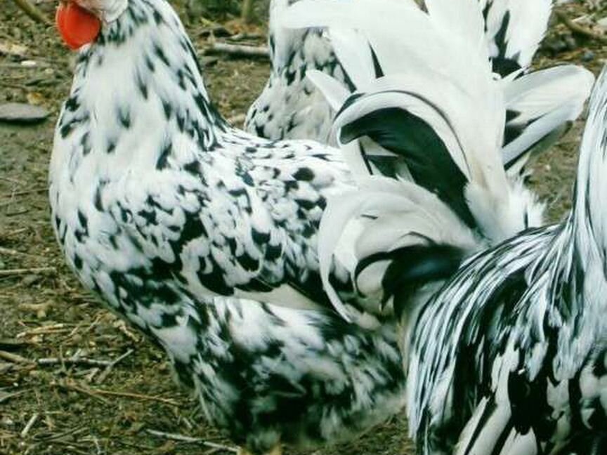 Яйцо инкубационное леггорн самая лучшая несушка