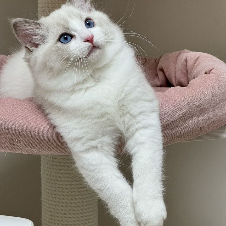 Котята рэгдолл