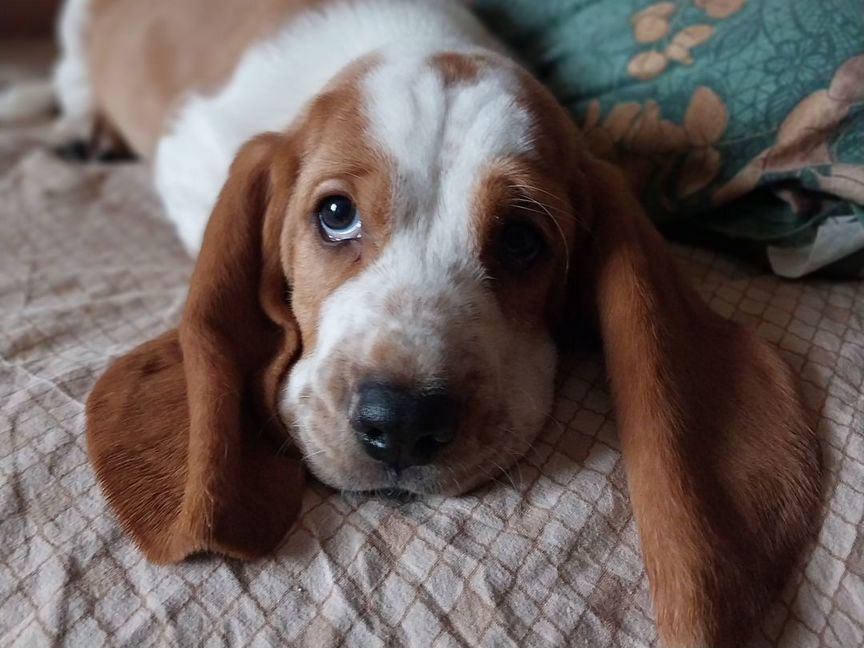 Щенки бассет хаунд