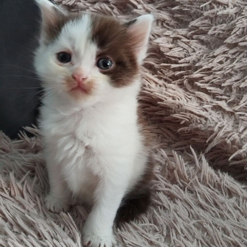 Котята