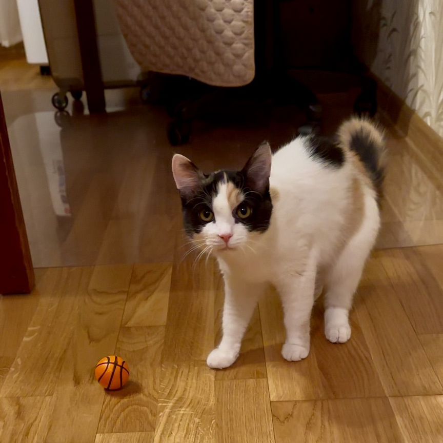 Очеровательный котенок Марья ищет дом