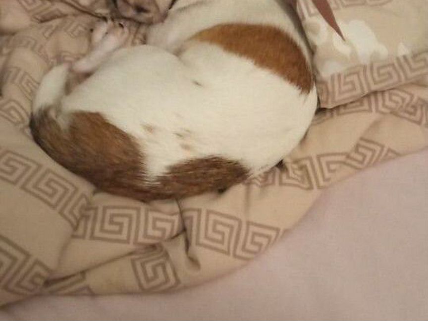 Случка собак