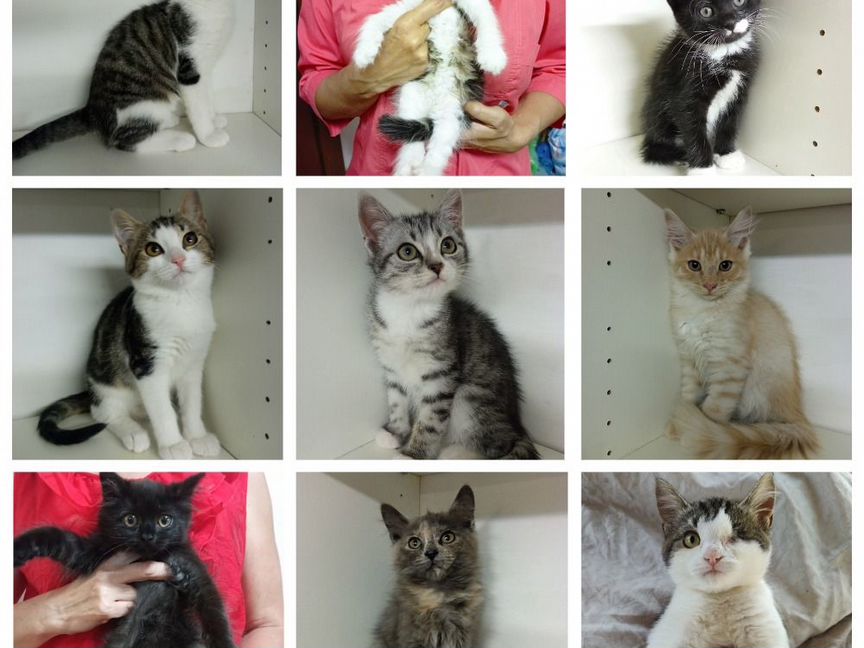 В клинику опять подкнинули котят. Нужны дома