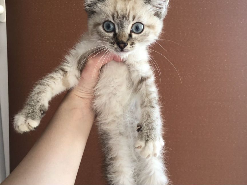 Котенок ищет дом