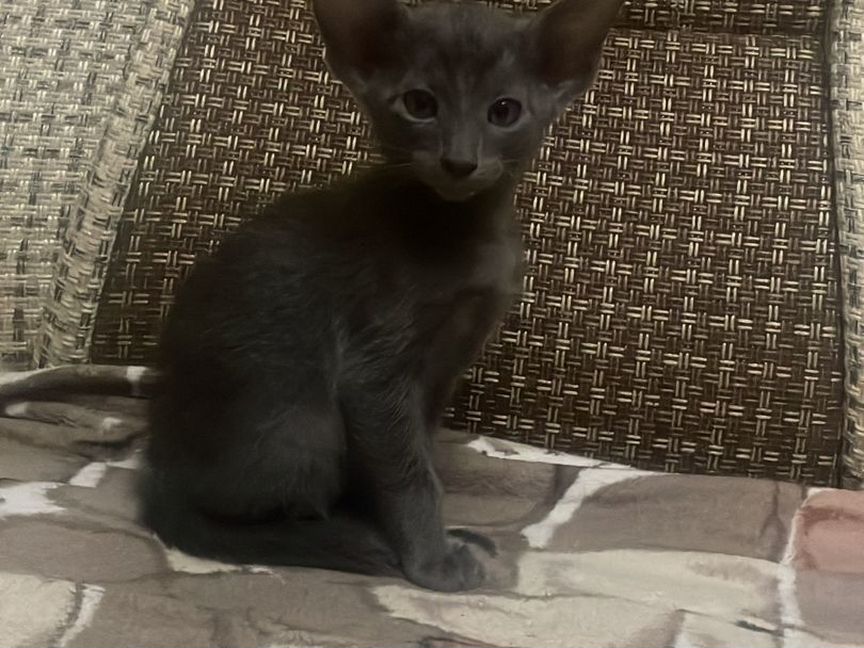 Котята ориентальной породы