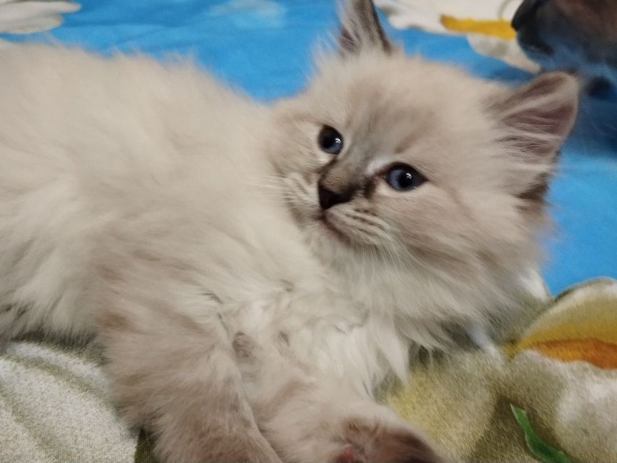 Котята тайские