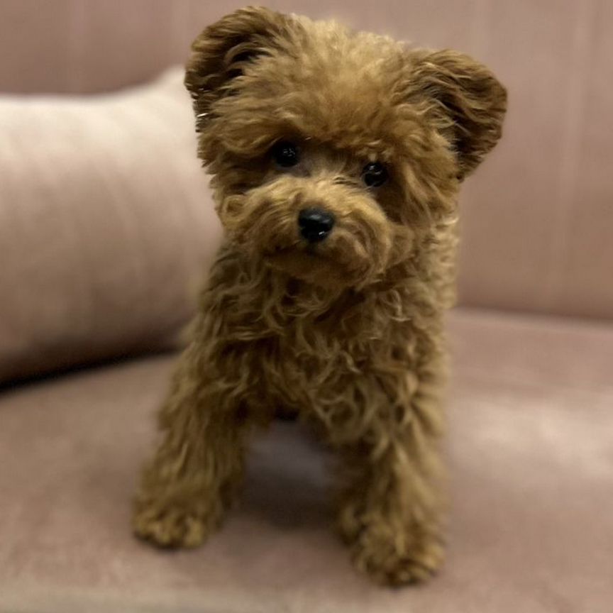 Тедди пудель из Китая в Москве