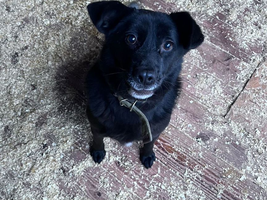 Миша пес,который когда- то жил дома