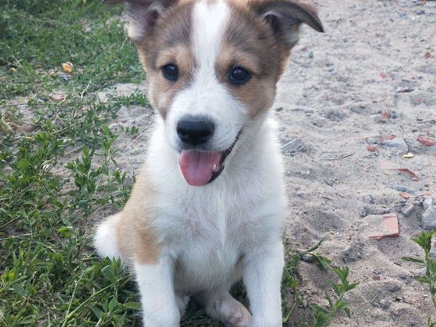 Щенки-мальчишки ждут хозяев